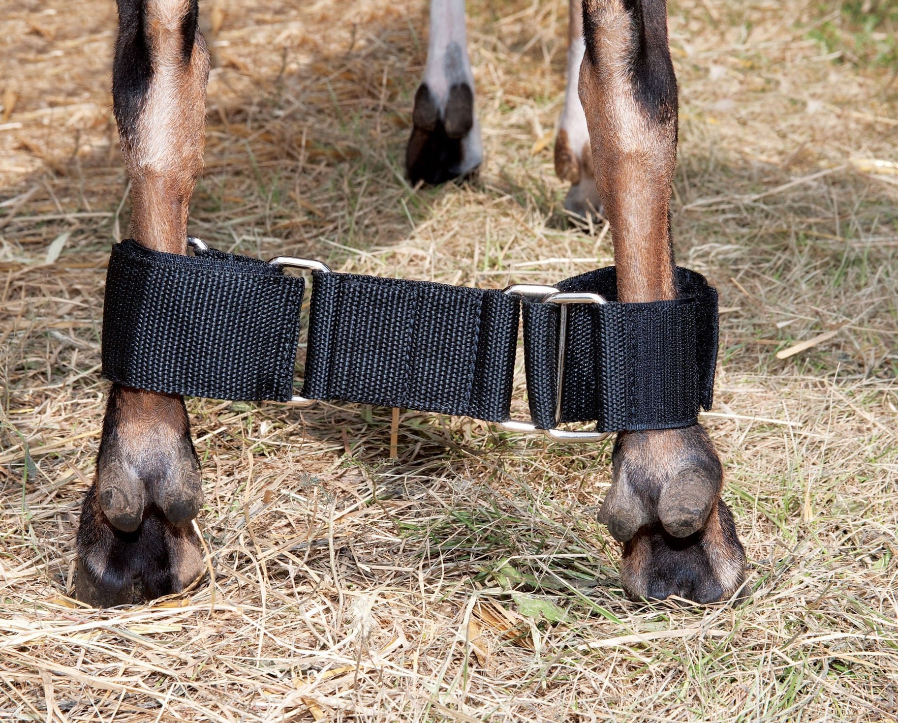 Weaver Adjustable Nylon Goat Hobble — Jeffers