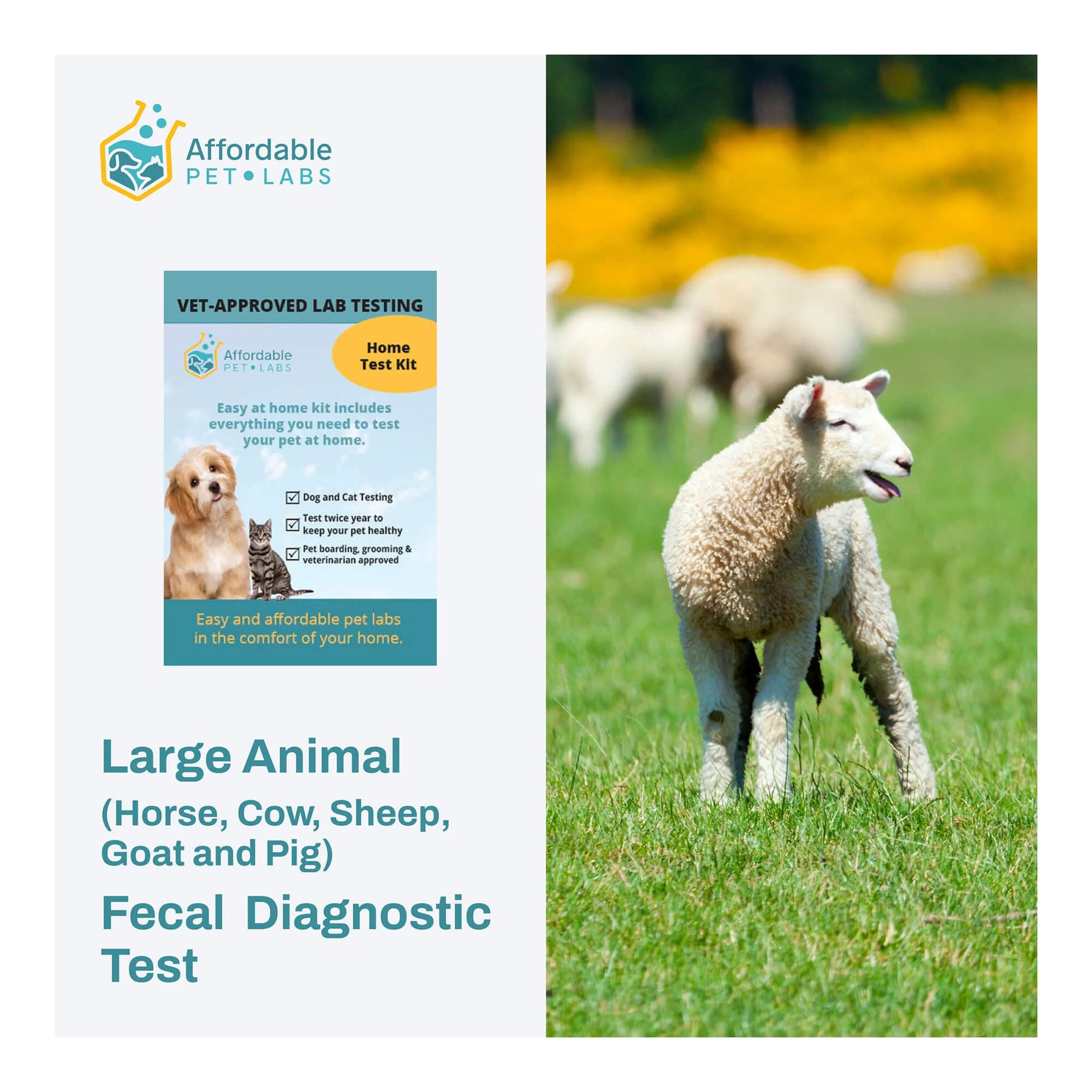 Large Animal Fecal Diagnostic Test (Horse, Cow, Sheep, Goat & Pig) Easy ...