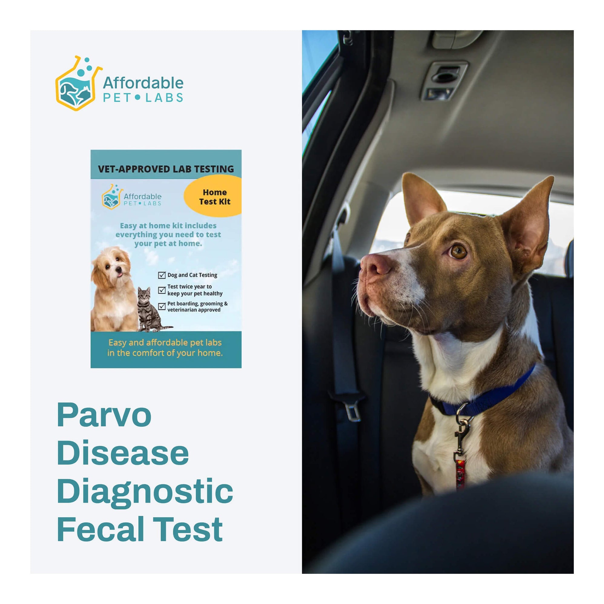 Parvo Disease Diagnostic Fecal Test For Dogs, Easy Home Kit — Jeffers