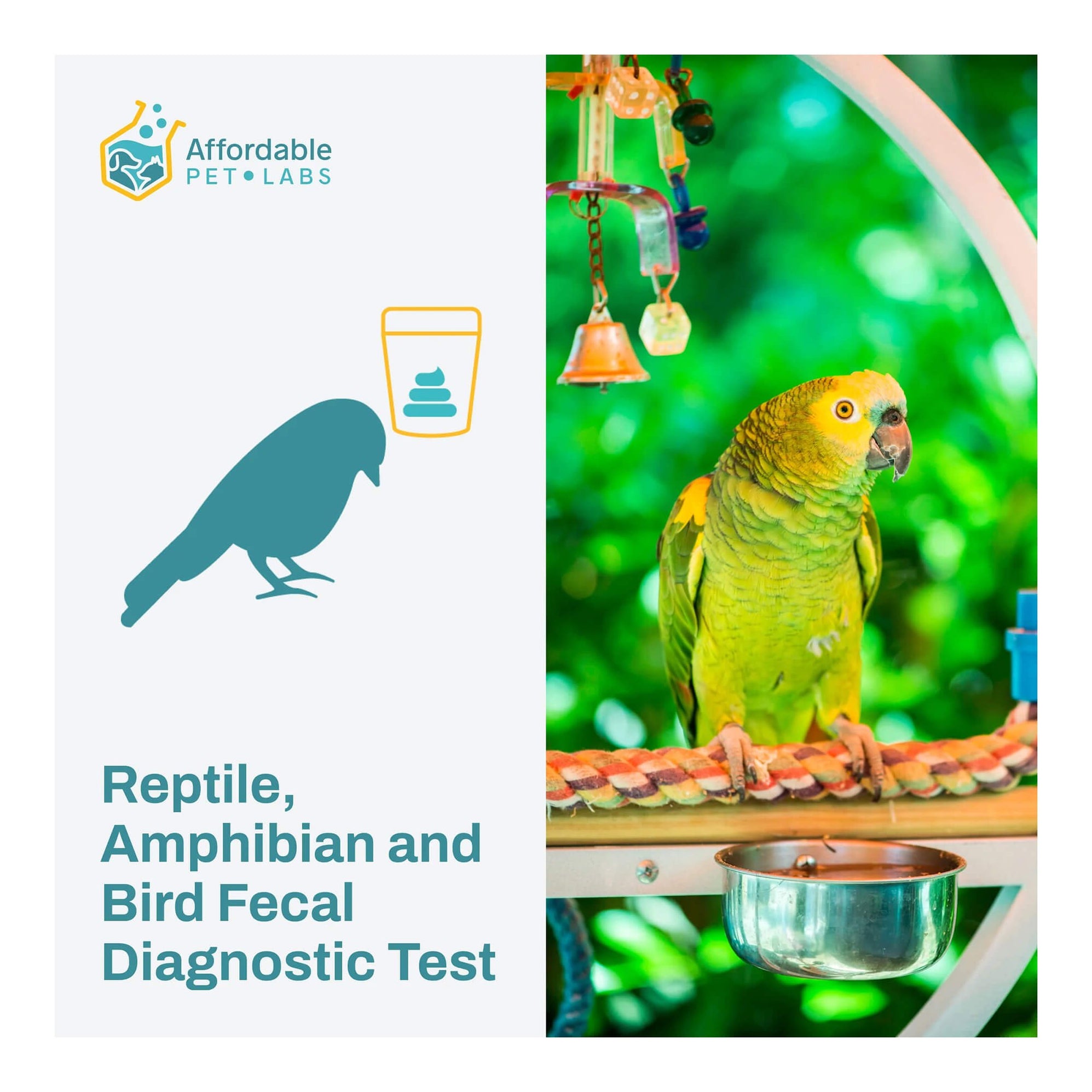 Reptile, Amphibian and Bird Fecal Diagnostic Test, Easy Home Kit — Jeffers