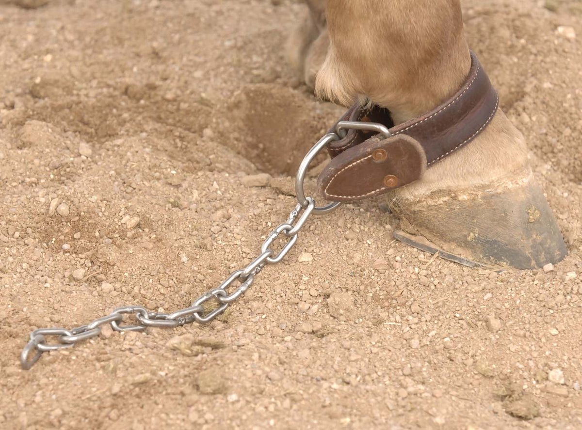 Professional's Choice Al Dunning Kick Chain for Horses — Jeffers
