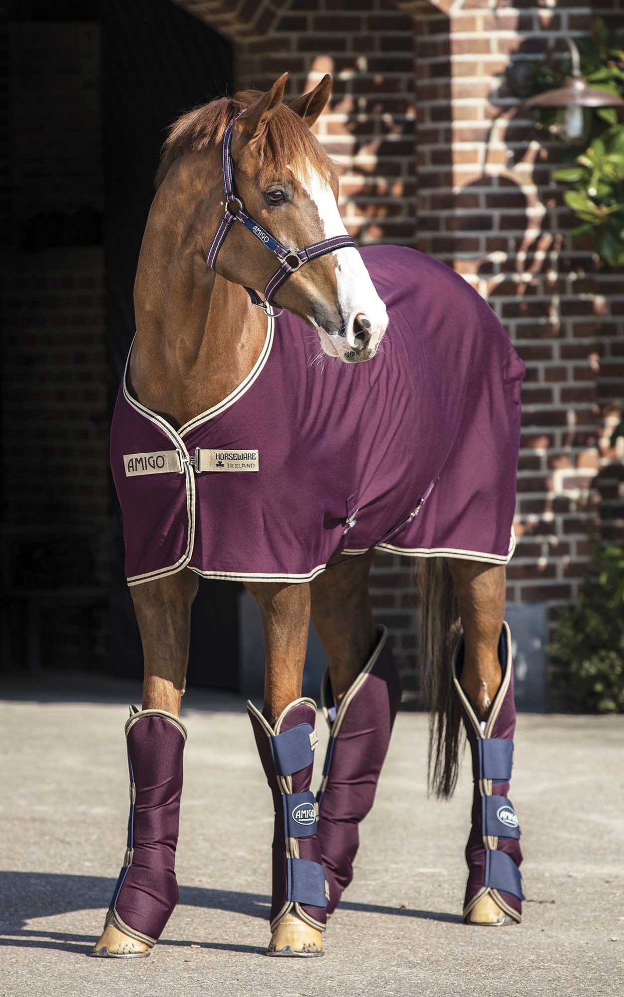Amigo Jersey Horse Cooler in Fig, 66-84in — Jeffers