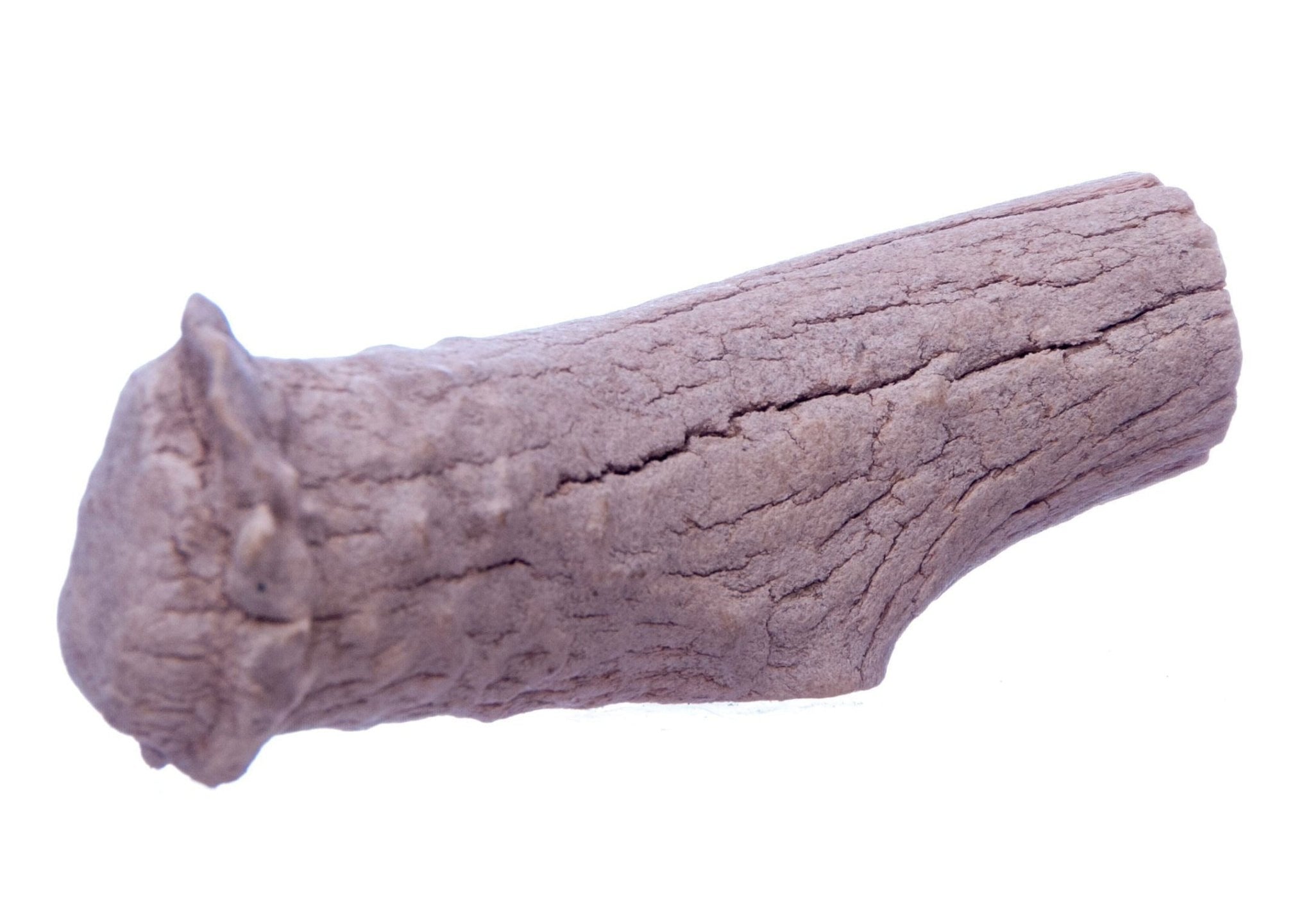 QT Dog Antlerz Natural Dog Chews — Jeffers
