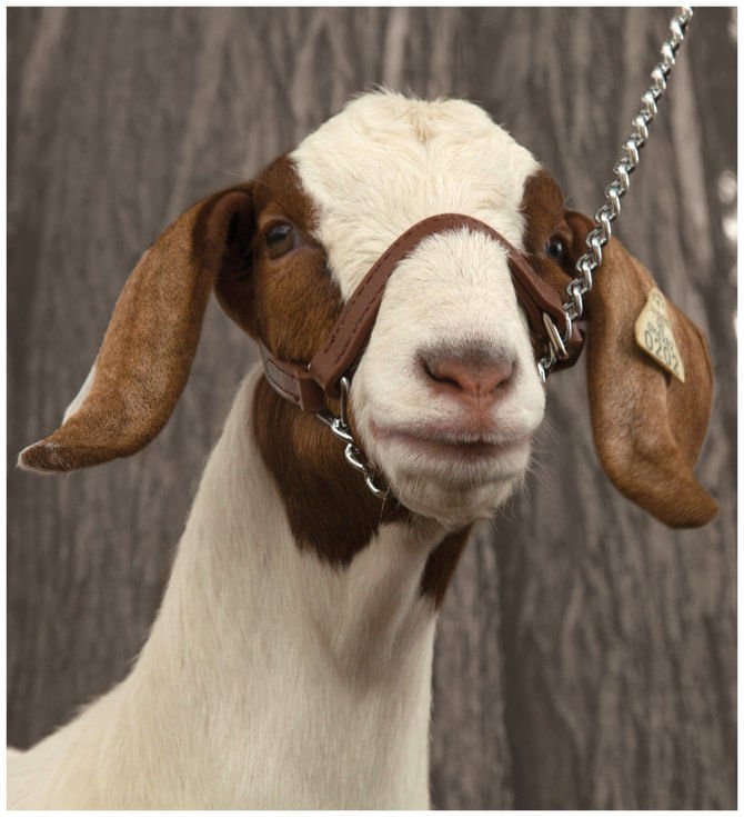 Brahma Webb Show Goat Halter, Small/ Large — Jeffers