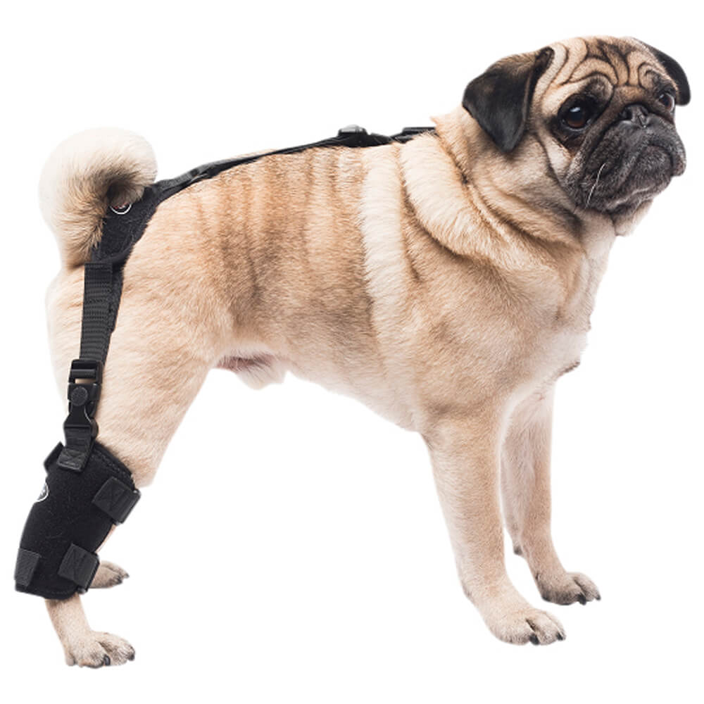 Caldera Pet Therapy Tarsal/Stifle Wrap with Therapy Gel, Small — Jeffers