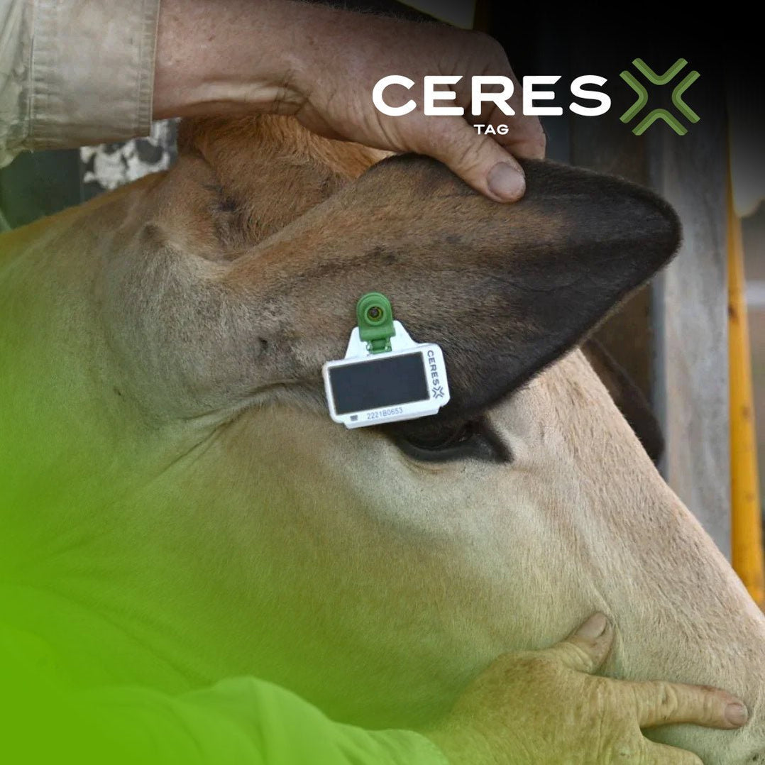 CERES RANCH PFI (Pasture Feed Intake) Identification Tags — Jeffers