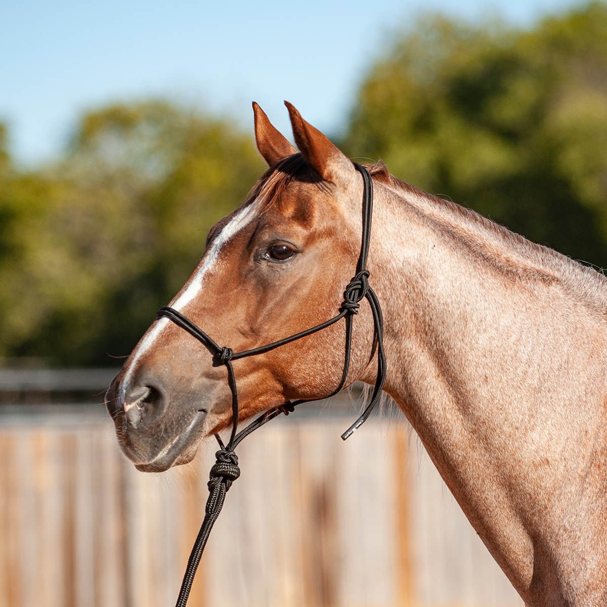 Econo Rope Halter with 8' Leadrope by Classic Equine — Jeffers