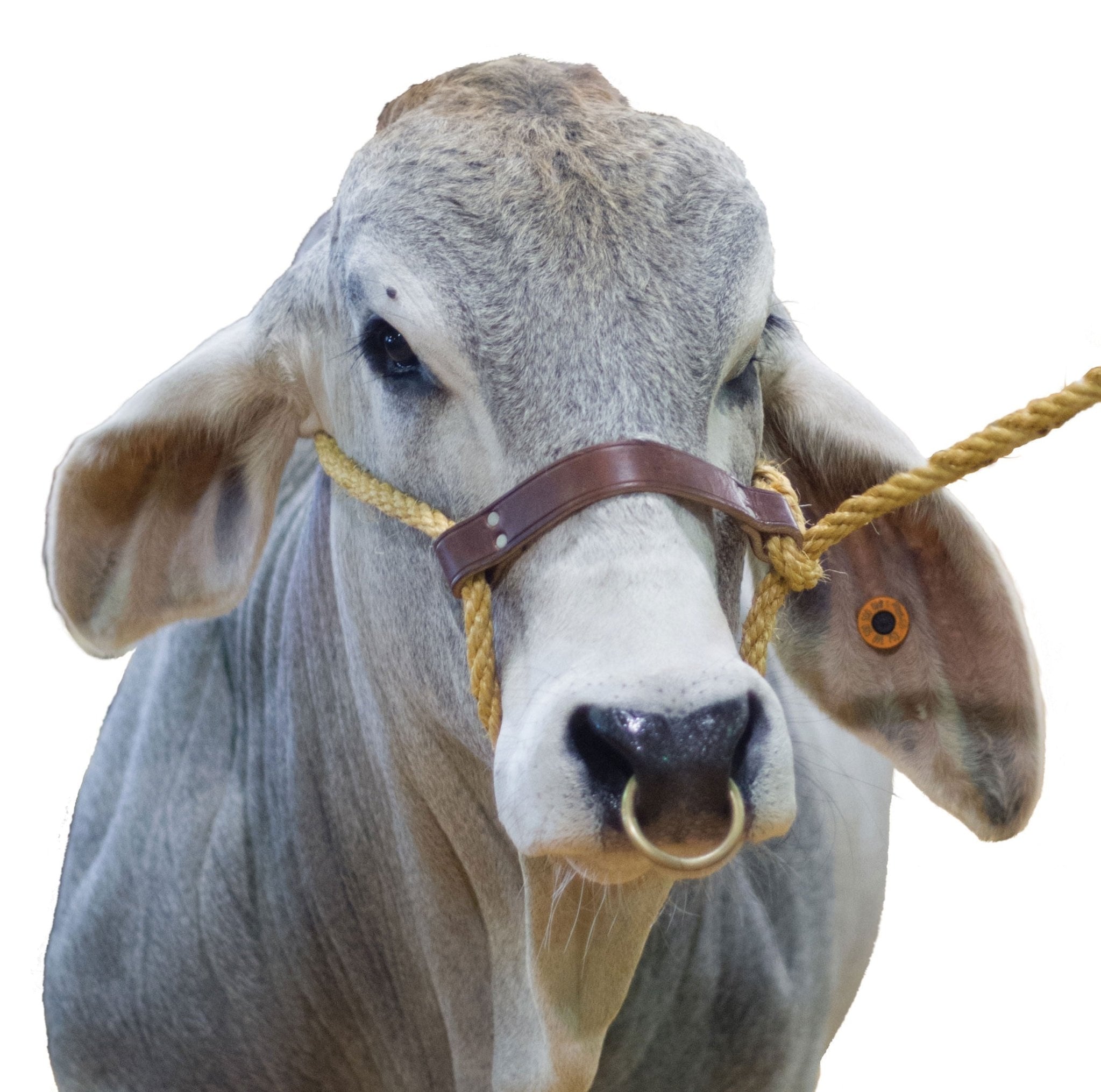 Economy Cow Rope Halter w/Leather Nose Band — Jeffers