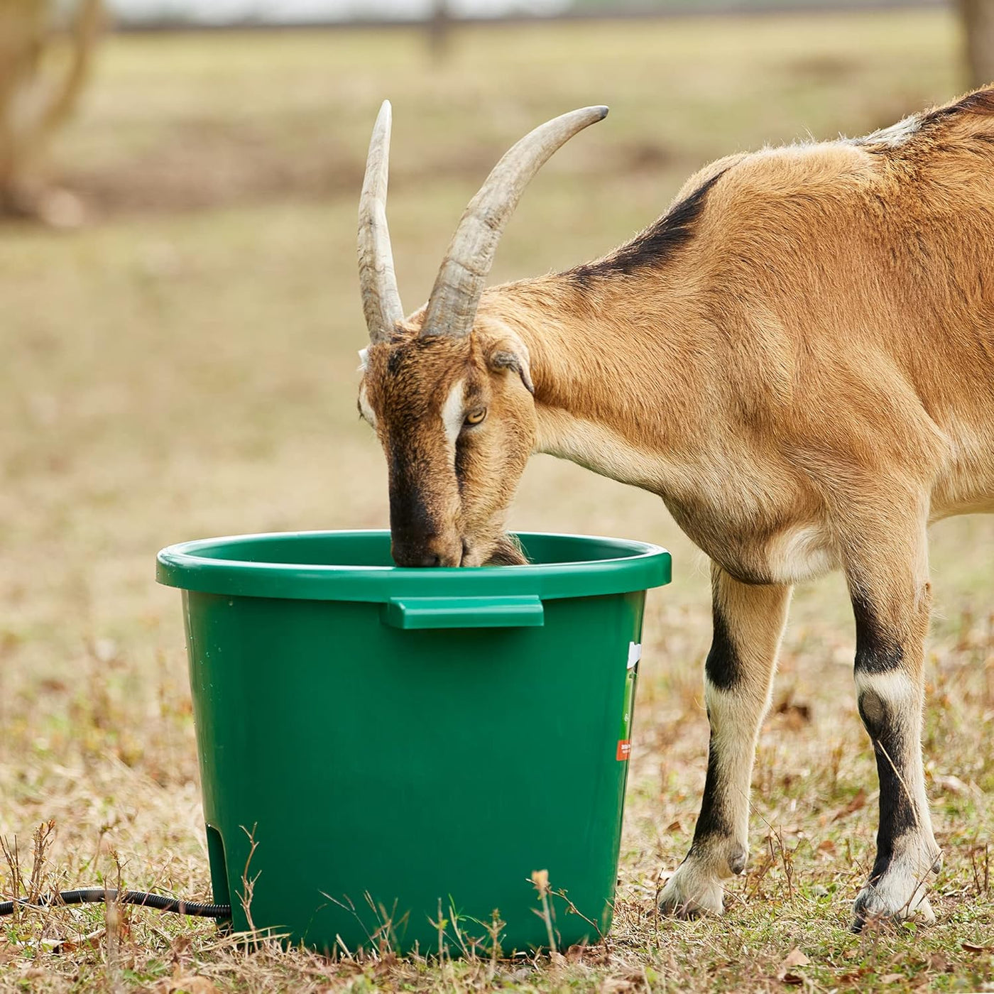 16 Gallon Heated Livestock Bucket — Jeffers