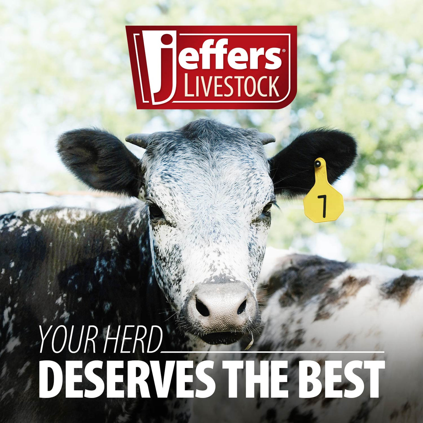 Jeffers Bull Nose Lead with Chain