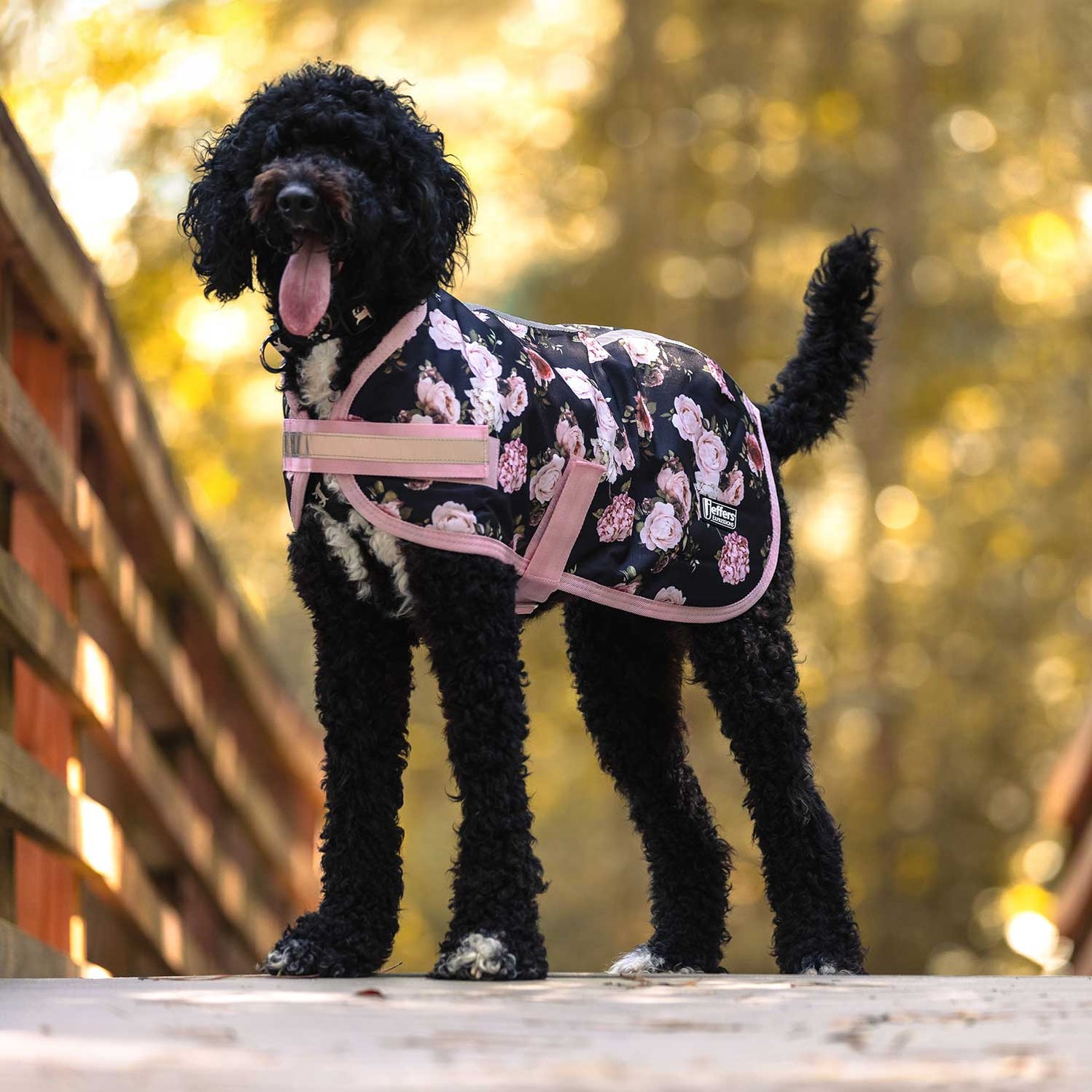Jeffers Expression Dog Coat, Party Cheetah