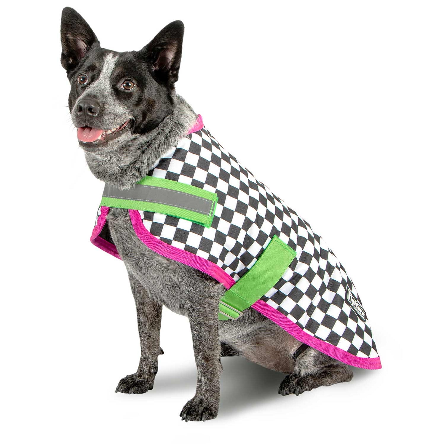 Jeffers Expression Dog Coat, Party Cheetah