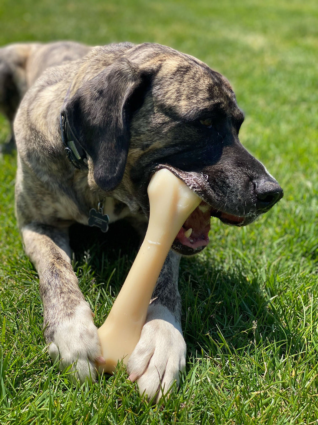 Nylabone DuraChew Monster Dog Bone, Approx. 9" L — Jeffers
