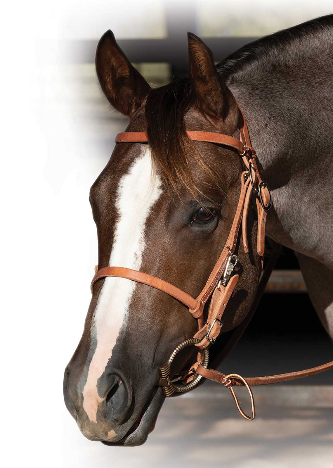Professional's Choice Trail Bridle for Horses — Jeffers
