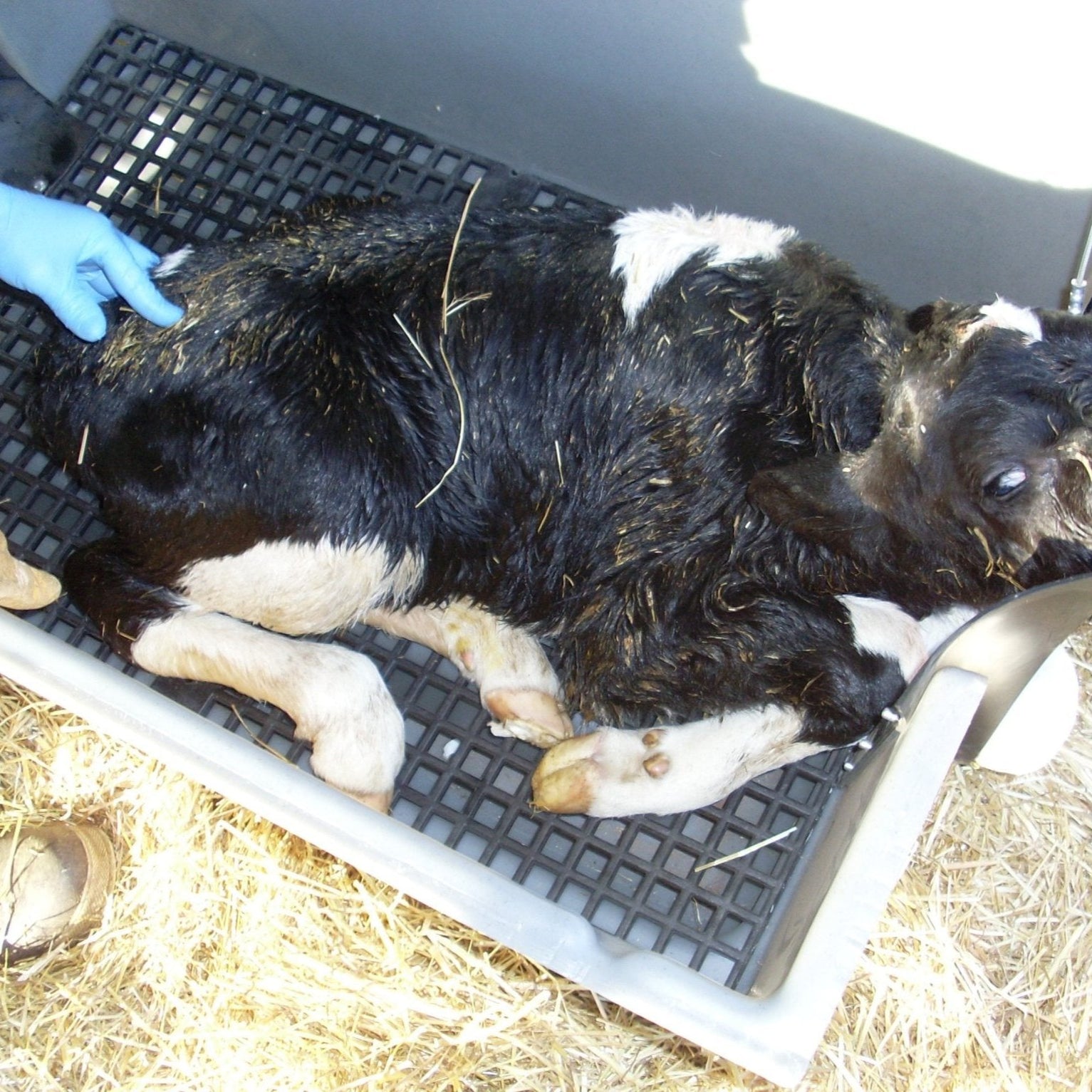 Roy-L-Heat Calf Warmer Box with 110-volt heater — Jeffers