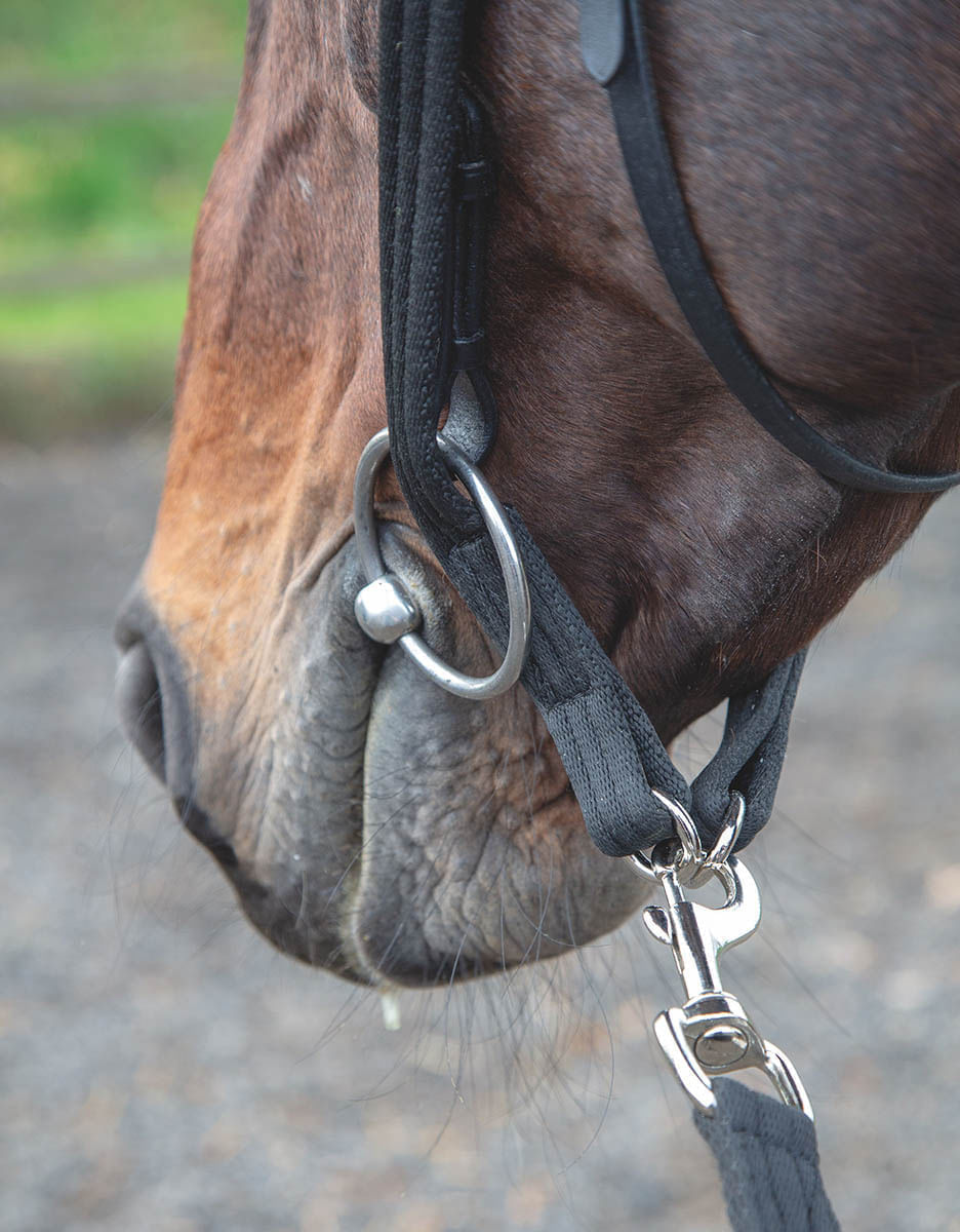 Shires Lunging Adapter for Horses — Jeffers