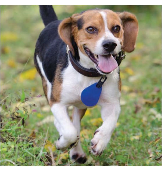 Spectra Shield Dog Flea & Tick Control Medallions — Jeffers