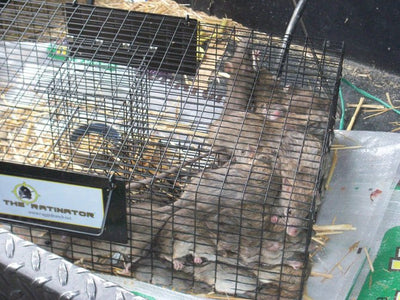 The Ratinator Humane Live Trap by Rugged Ranch — Jeffers