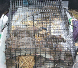 The Ratinator Humane Live Trap by Rugged Ranch — Jeffers