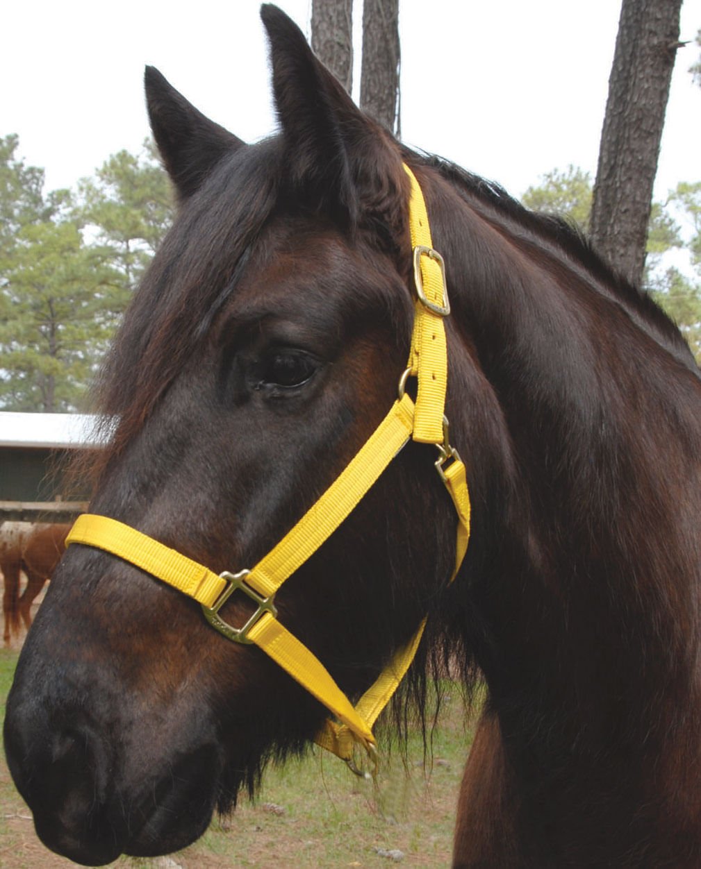 Nylon Horse Draft Halter, Medium 1600-2000 lb — Jeffers