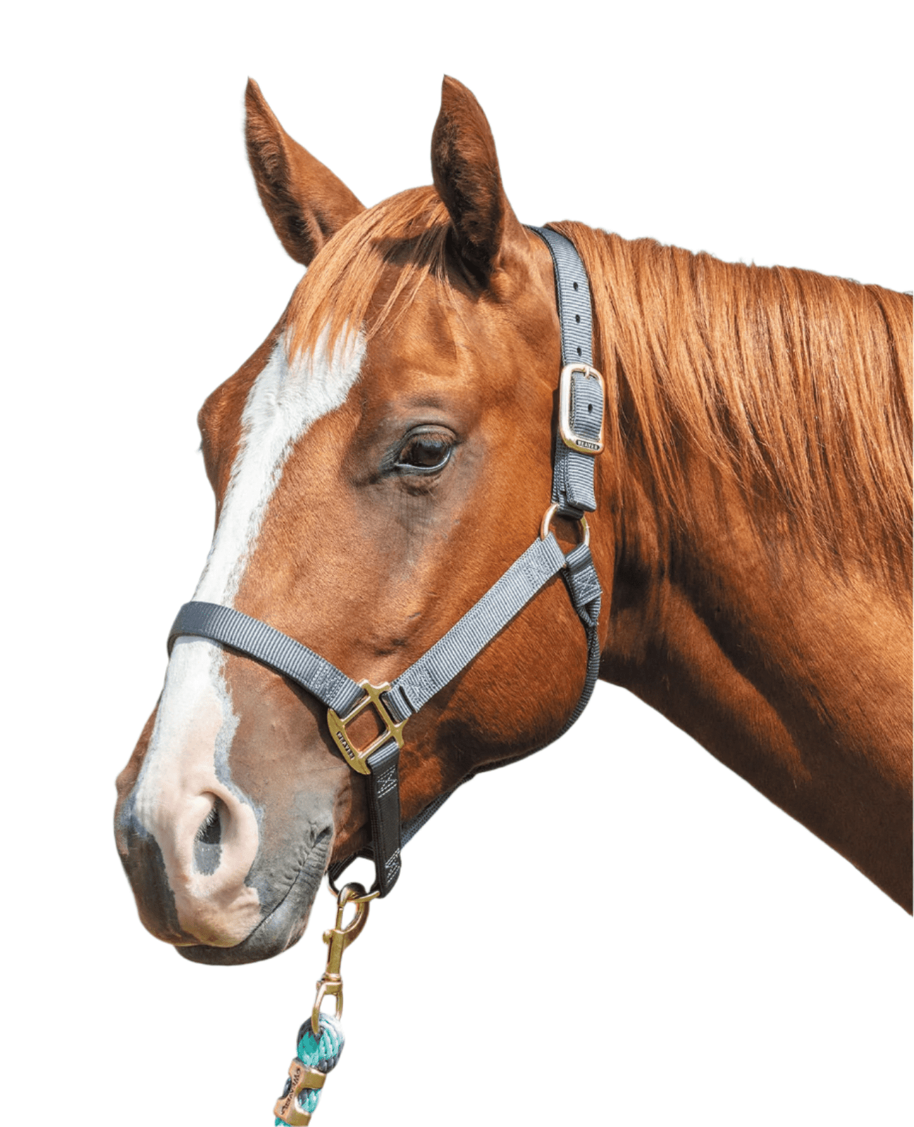 Weaver Original Nylon Horse Halter, Various Colors — Jeffers